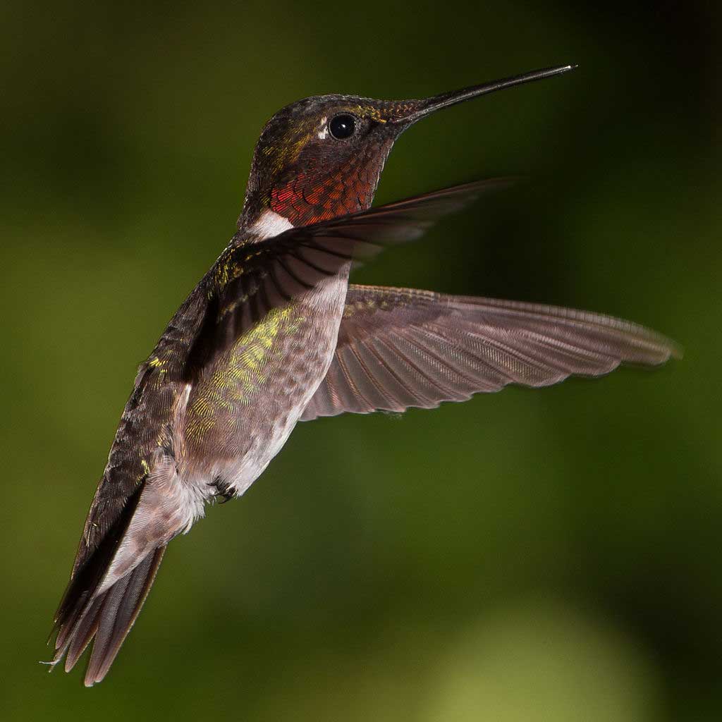 Hummingbirds for Kids. Fun Facts and Activities Hummingbirds for Kids. Fun Facts and Activities
