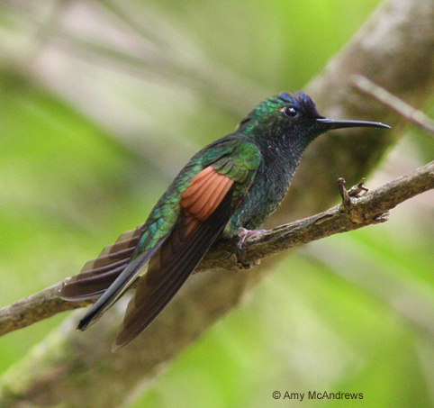 Endangered Hummingbird Photos. Photos of threatened hummingbirds.