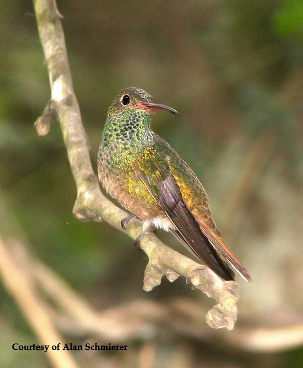 Hummingbird Identification.6 Characteristics to Identify a Hummingbird