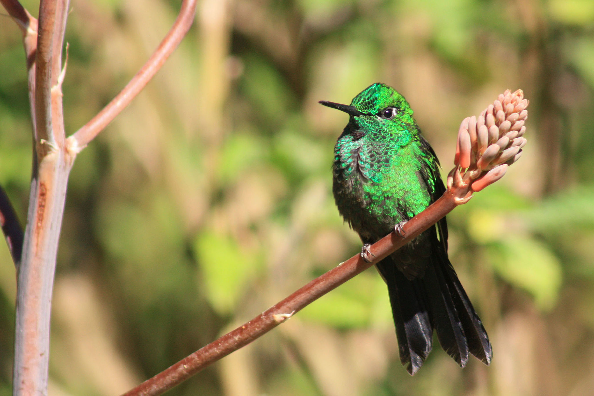 Hummingbirds for Kids. Fun Facts and Activities