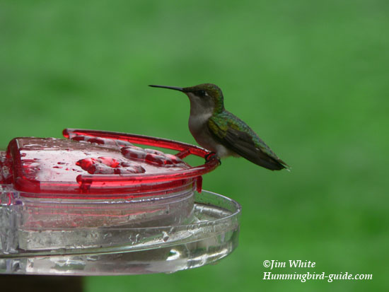 Aspects Jewel Box Window Hummingbird Feeder Review.See Our Video.