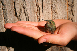 27 Amazing Hummingbird Facts.