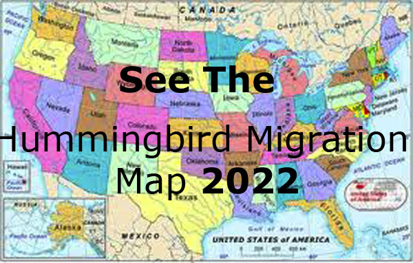 Hummingbird Migration Map 2022. Updated Hourly With Your Sightings. Hummingbird Migration Map 2022. Updated Hourly With Your Sightings.
