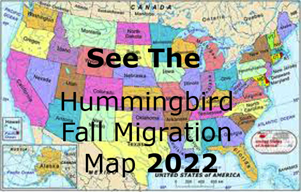 Hummingbirds, Facts and Information - The Hummingbird Guide.