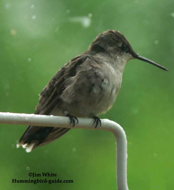 Hummingbird Identification.6 Characteristics to Identify a Hummingbird