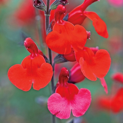 Salvia Sage for Hummingbirds. Tips how to plant Salvia for Hummingbirds.